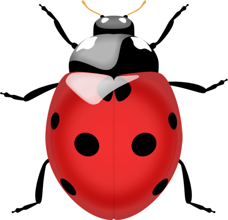 Congratulations! The PNG Image Has Been Downloaded (Ladybug Png Image ...