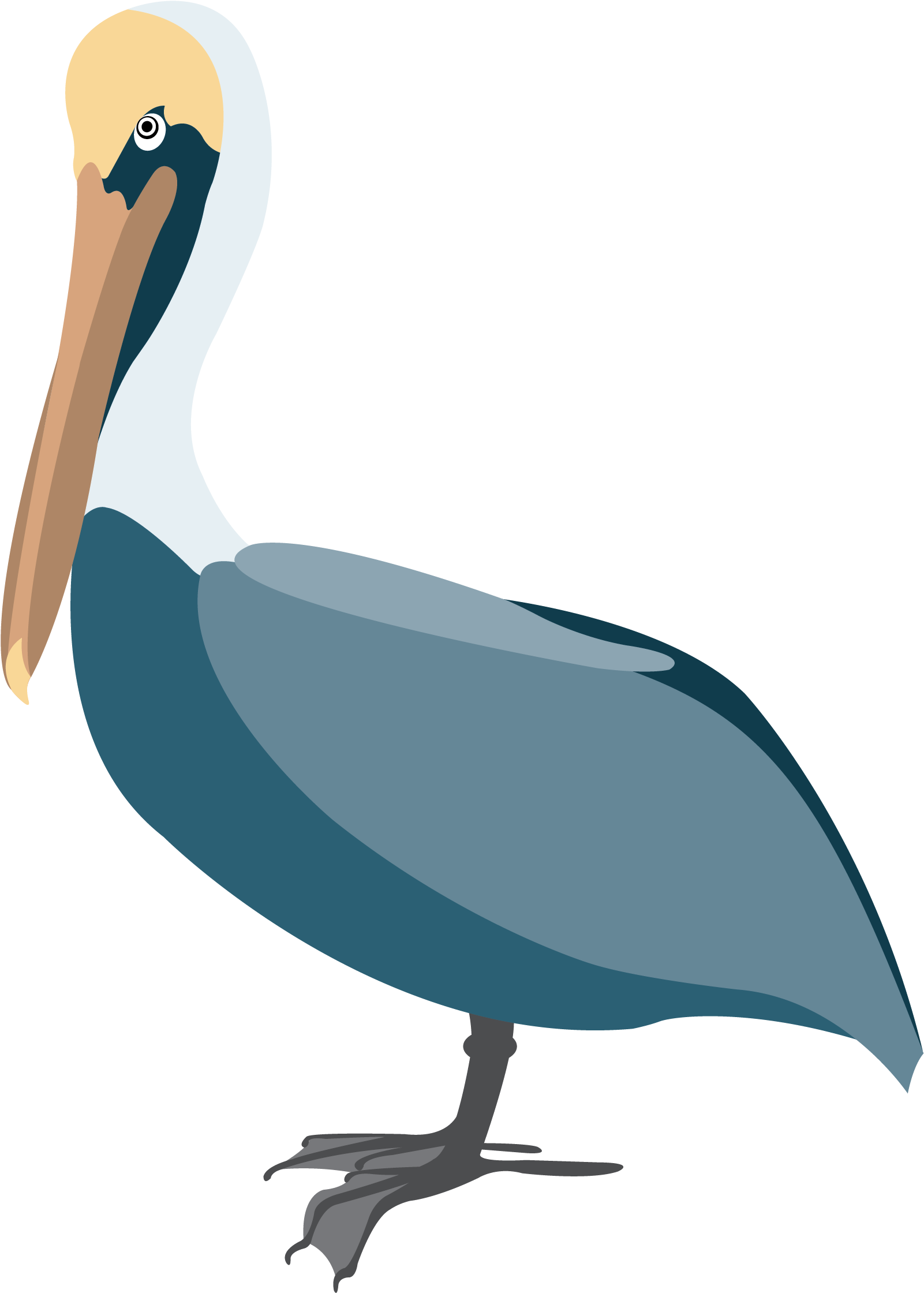 Congratulations! The PNG Image Has Been Downloaded (Pelican Vector Clip ...