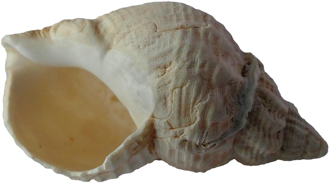 Congratulations! The PNG Image Has Been Downloaded (Transparent Shells ...