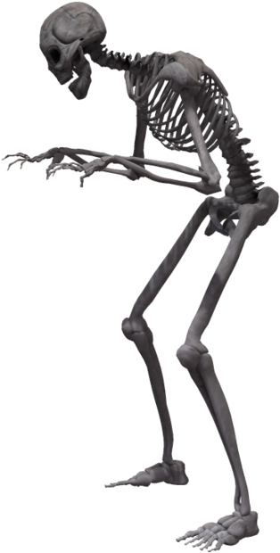 Congratulations! The PNG Image Has Been Downloaded (Full Body Skeleton ...
