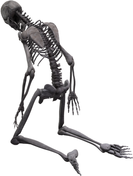 Congratulations! The PNG Image Has Been Downloaded (Full Body Skeleton ...
