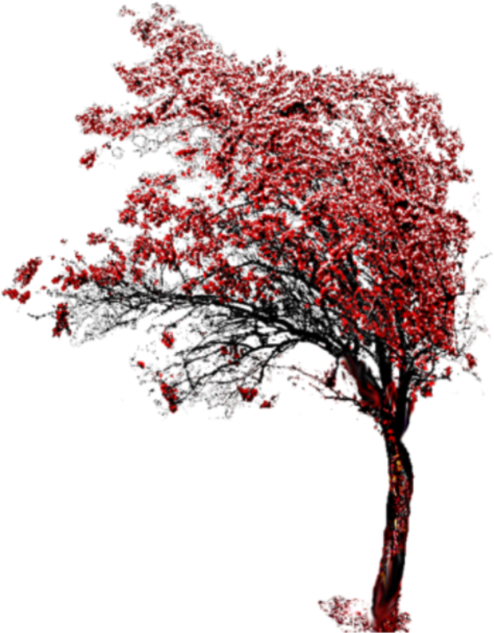 Congratulations! The PNG Image Has Been Downloaded (Beautiful Tree Png ...