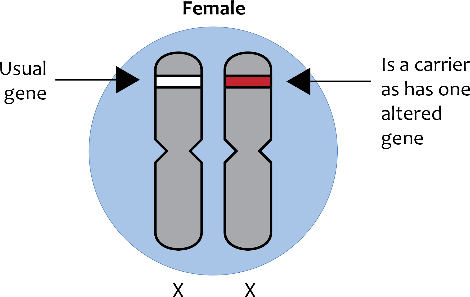 Congratulations The Png Image Has Been Downloaded X Linked Recessive 3379