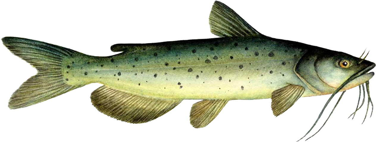 Congratulations! The PNG Image Has Been Downloaded (Channel Catfish ...