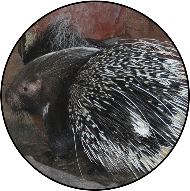 Congratulations! The PNG Image Has Been Downloaded (New World Porcupine ...