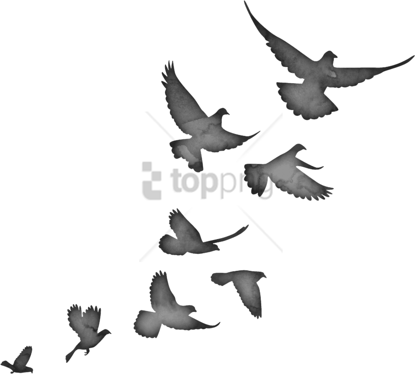 Congratulations! The PNG Image Has Been Downloaded (Stock-dove - Flying ...