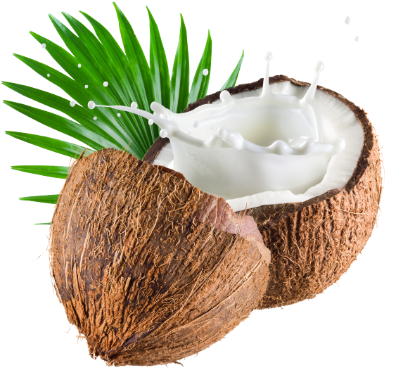 Congratulations! The PNG Image Has Been Downloaded (Coconut Png Image ...