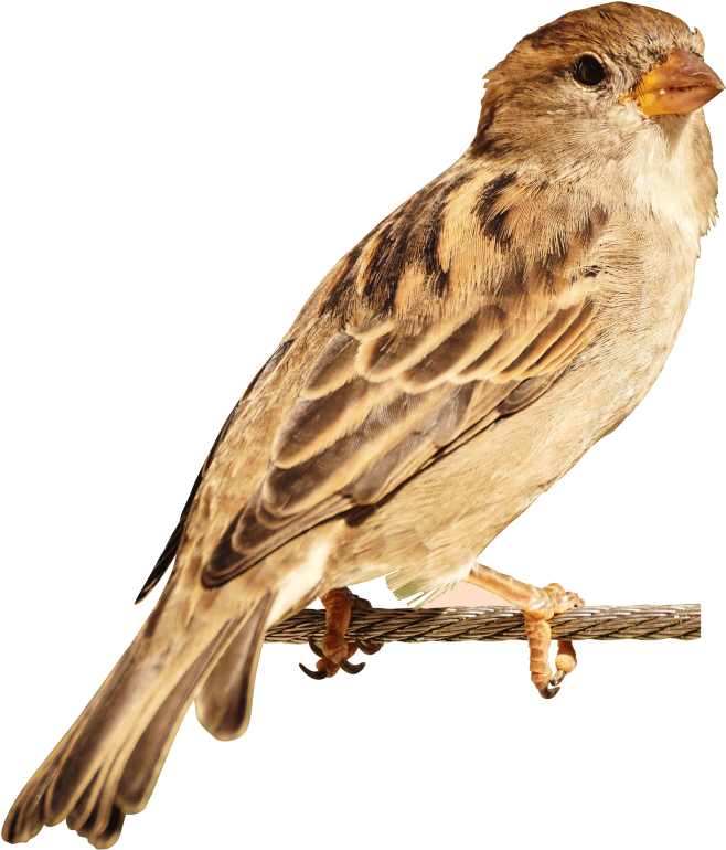 Congratulations! The PNG Image Has Been Downloaded (Sparrow Bird Png ...