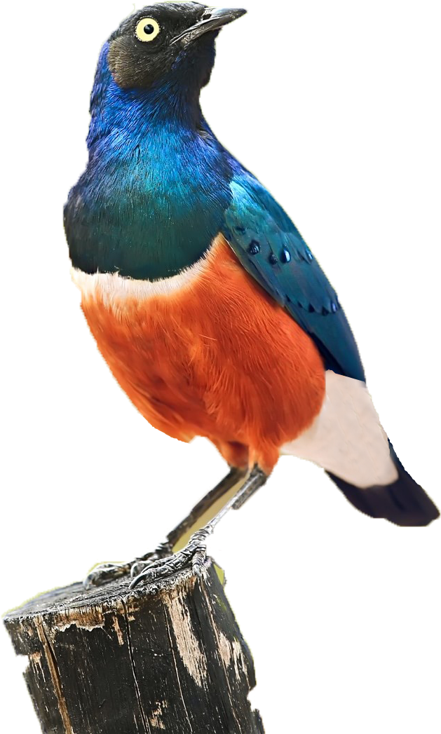 Congratulations! The PNG Image Has Been Downloaded (Spring Birds Png ...