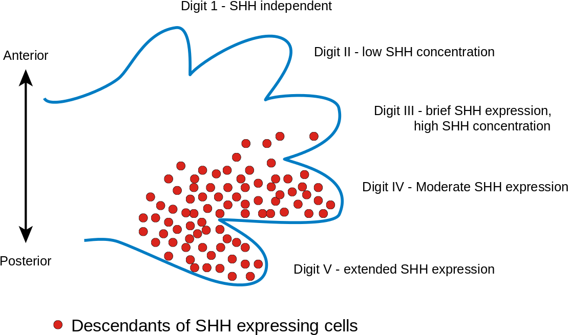 Congratulations! The PNG Image Has Been Downloaded (File - Limb Bud ...