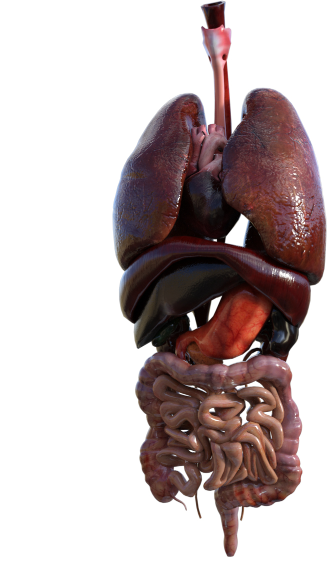 Congratulations! The PNG Image Has Been Downloaded (Organs Png ...