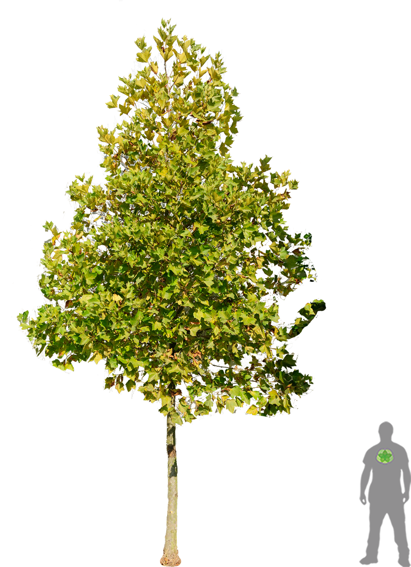 Congratulations! The PNG Image Has Been Downloaded (London Plane Tree ...