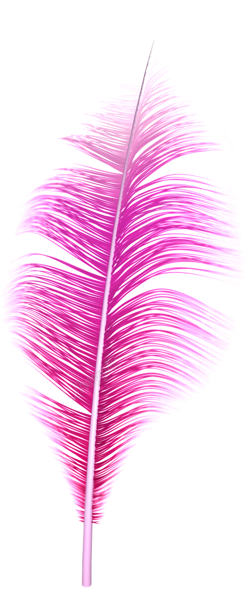 Congratulations! The PNG Image Has Been Downloaded (Pink Feather Png ...