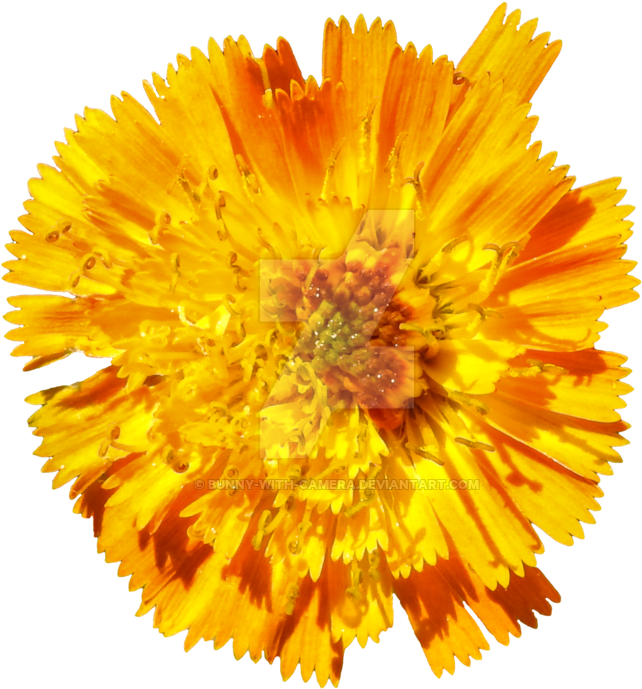 Congratulations! The PNG Image Has Been Downloaded (Orange Flower Png ...