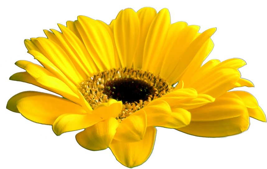 Congratulations! The PNG Image Has Been Downloaded (Beautiful Flowers ...