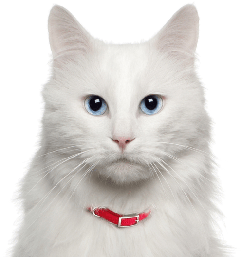 Congratulations! The PNG Image Has Been Downloaded (Angora Cat, HD Png ...