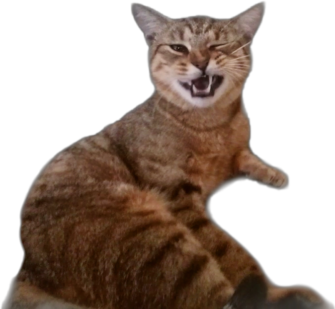 Congratulations! The PNG Image Has Been Downloaded (#cat #wink #cute # ...