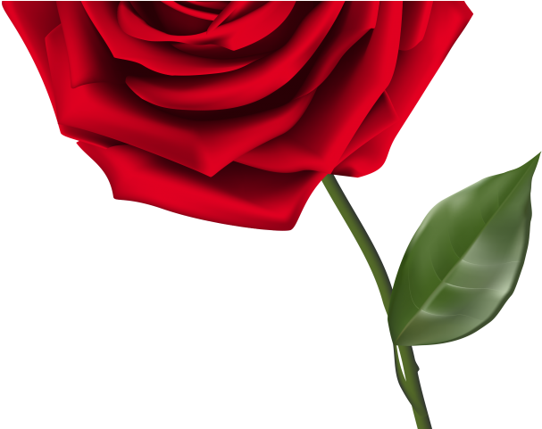 Congratulations! The PNG Image Has Been Downloaded (Red Rose Clipart ...