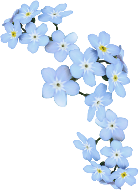Congratulations! The PNG Image Has Been Downloaded (Forget Me Not Png ...