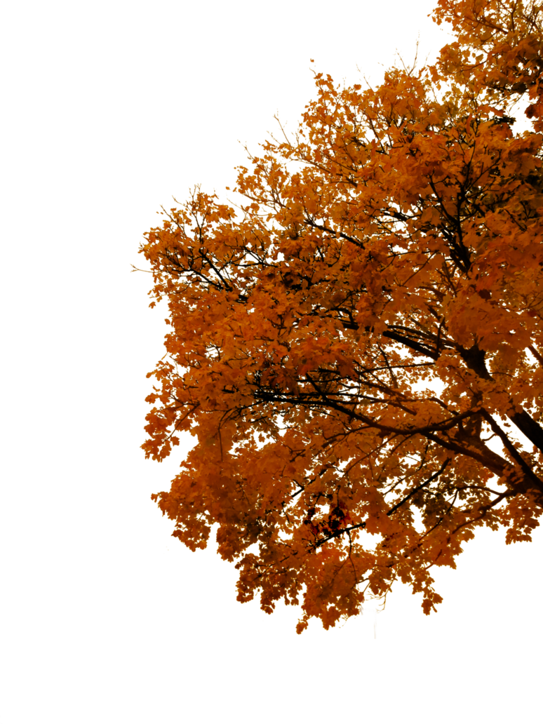 Congratulations! The PNG Image Has Been Downloaded (Transparent Tree ...