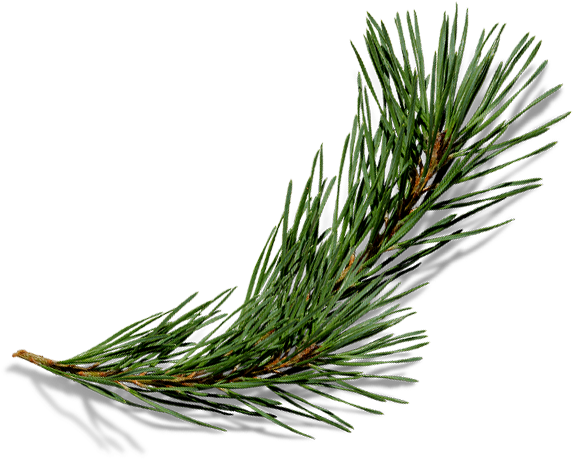 Congratulations! The PNG Image Has Been Downloaded (Pine Needles Png ...