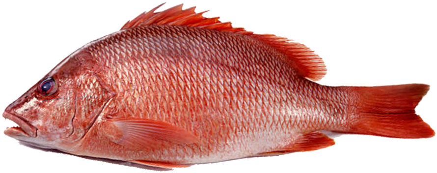 Congratulations! The PNG Image Has Been Downloaded (Frozen Red Fish Png ...