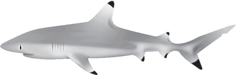 Congratulations! The PNG Image Has Been Downloaded (Shark Swimming ...