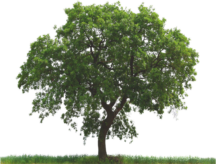 Congratulations! The PNG Image Has Been Downloaded (Tree Png ...
