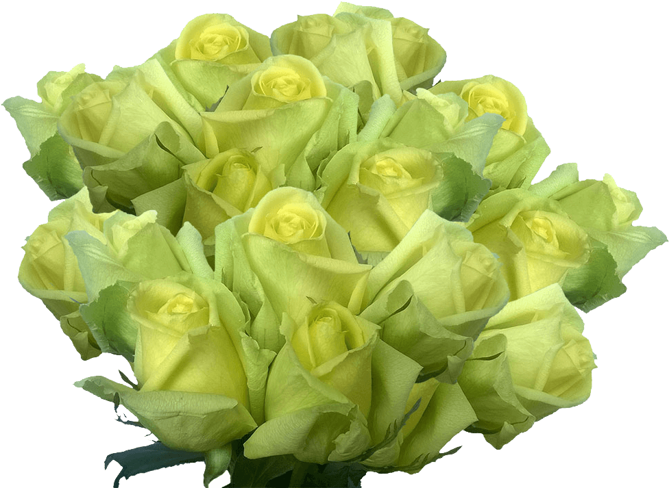 Congratulations! The PNG Image Has Been Downloaded (Cheap Light Green ...