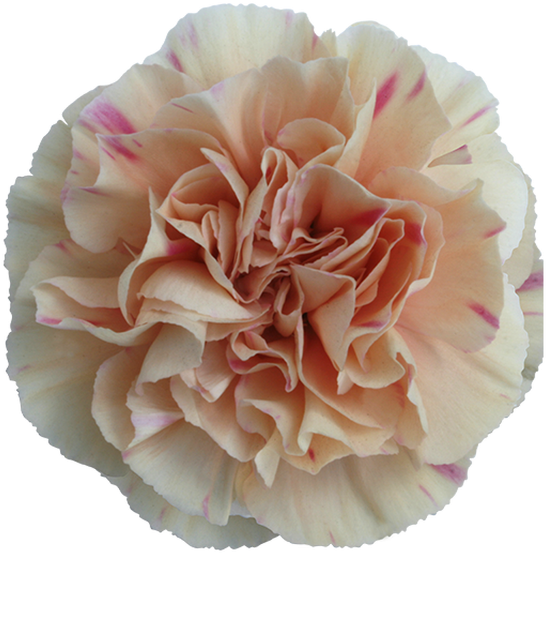 Congratulations! The PNG Image Has Been Downloaded (Carnation, HD Png ...