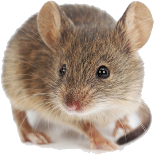 Congratulations! The PNG Image Has Been Downloaded (White Mouse ...