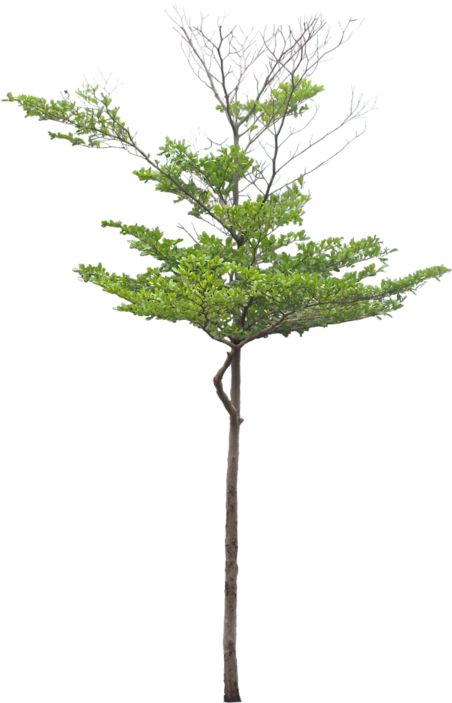 Congratulations! The PNG Image Has Been Downloaded (Thumb Image - Green ...