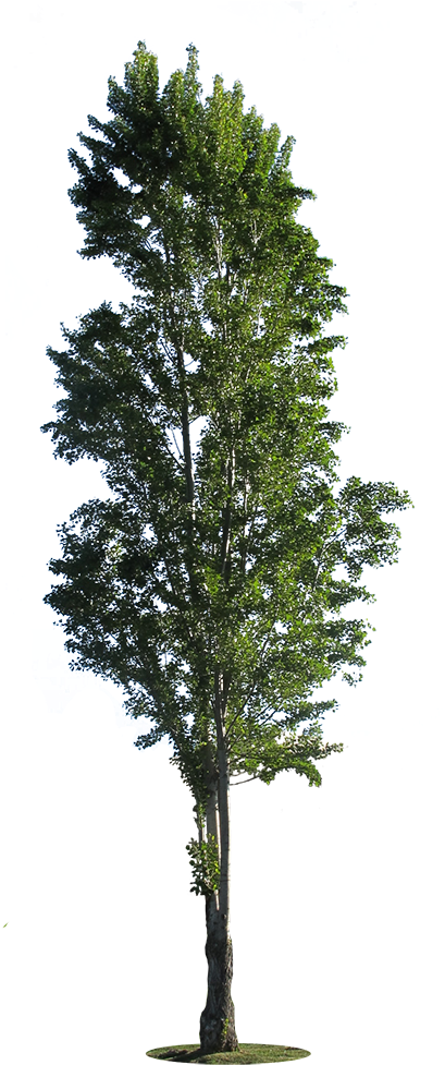 Congratulations! The PNG Image Has Been Downloaded (Poplar Tree Cut Out ...