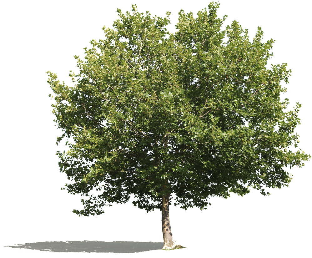 Congratulations! The PNG Image Has Been Downloaded (Cutout Tree Png ...