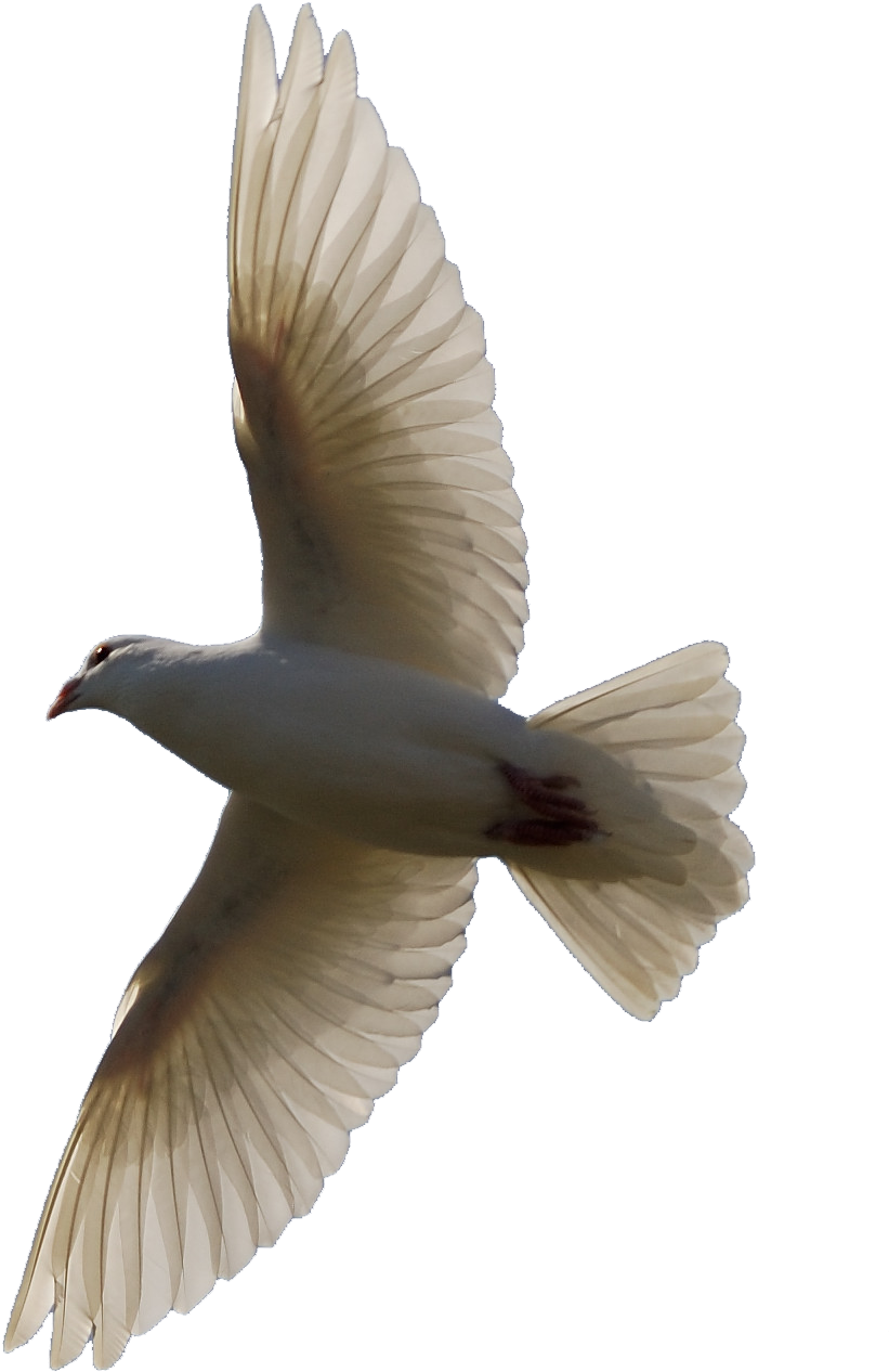 Congratulations! The PNG Image Has Been Downloaded (Bird Flying ...