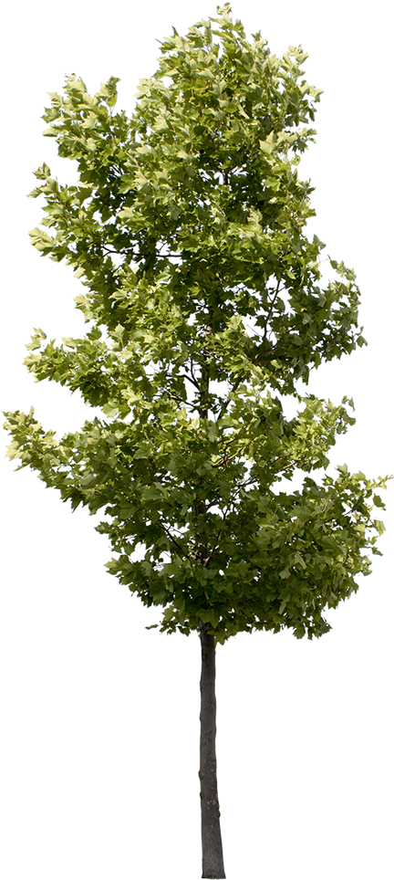 Congratulations! The PNG Image Has Been Downloaded (Oak Tree Cut Out ...