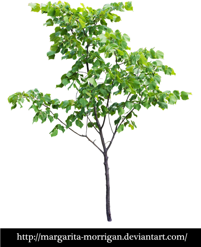 Congratulations! The PNG Image Has Been Downloaded (Transparent Small ...