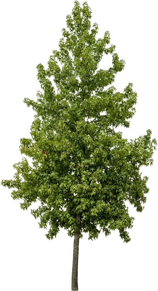 Congratulations! The PNG Image Has Been Downloaded (Liquidambar ...
