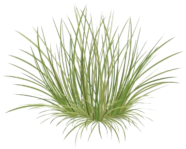 Congratulations! The PNG Image Has Been Downloaded (Green Beach Grass ...