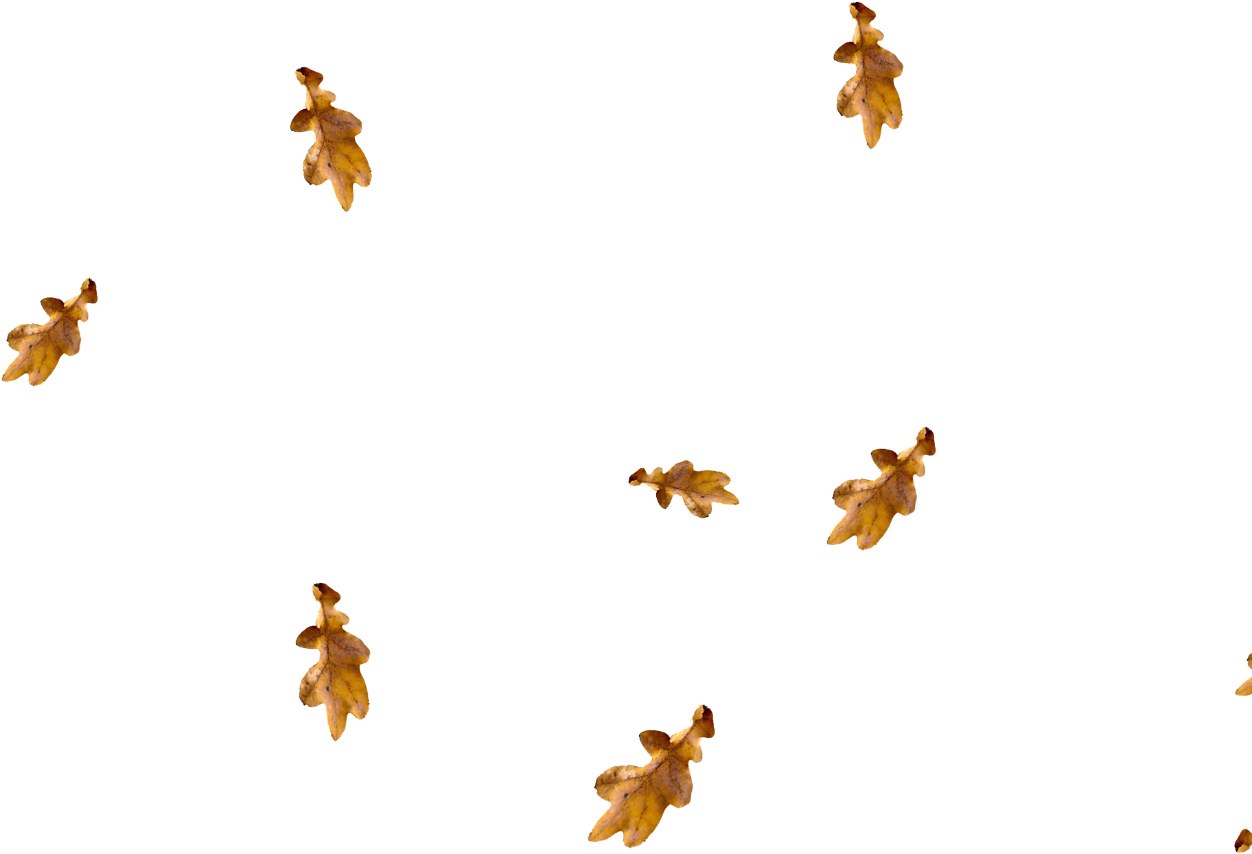 Congratulations! The PNG Image Has Been Downloaded (Free Falling Leaves ...
