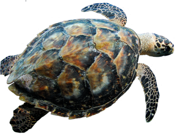 Congratulations! The PNG Image Has Been Downloaded (Sea Turtle Blank ...