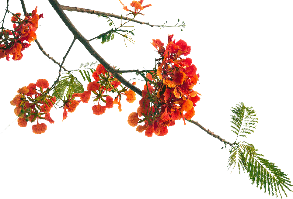 Congratulations! The PNG Image Has Been Downloaded (Poinciana Flowers ...