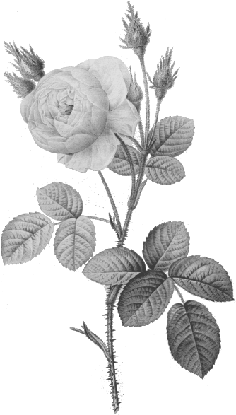 Congratulations! The PNG Image Has Been Downloaded (Single Gray Rose ...