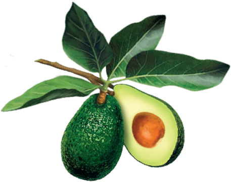 Congratulations! The PNG Image Has Been Downloaded (Avocado Tree Leaf ...