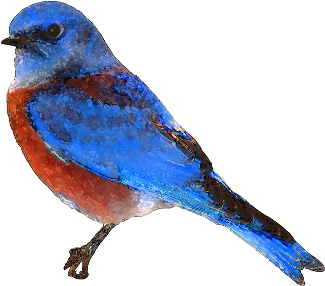 Congratulations! The PNG Image Has Been Downloaded (Eastern Bluebird ...