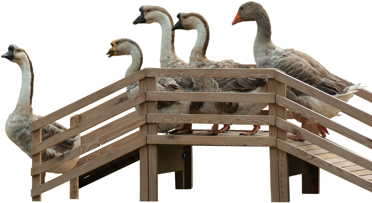 Congratulations! The PNG Image Has Been Downloaded (Geese Goose Stairs ...