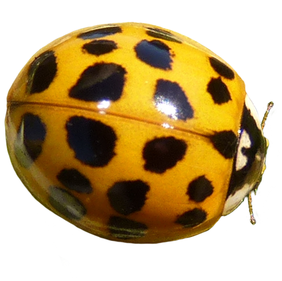 Congratulations! The PNG Image Has Been Downloaded (Yellow Ladybug ...