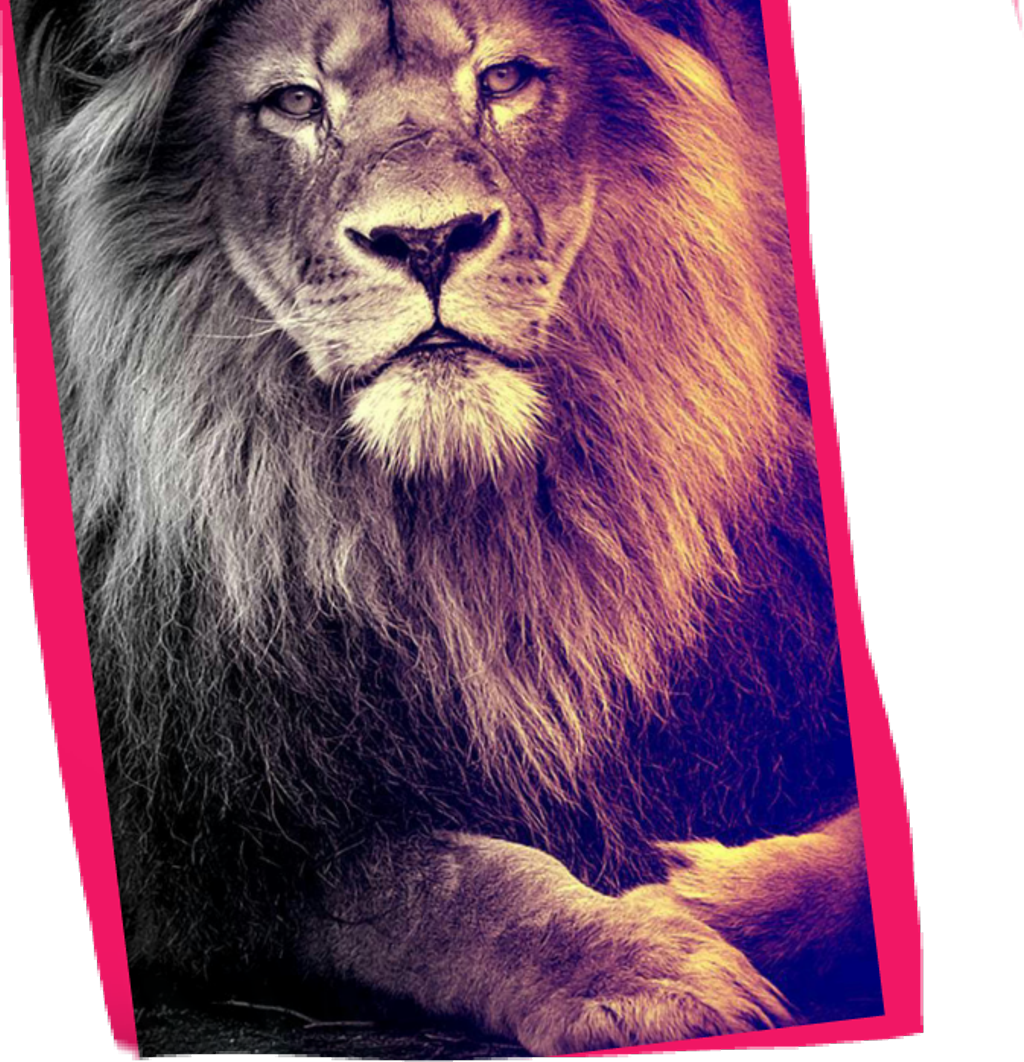 Congratulations! The PNG Image Has Been Downloaded (Lion Hd Wallpaper ...