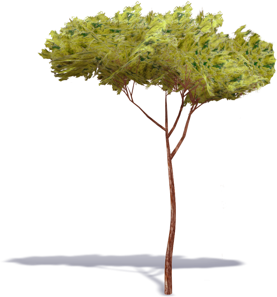 Congratulations! The PNG Image Has Been Downloaded (Stone Pine Tree 13d ...