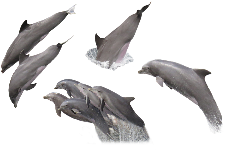 Congratulations! The PNG Image Has Been Downloaded (Dolphin Fish Png ...
